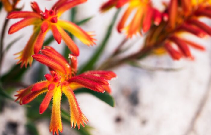 Home - Kings Tours & Travel